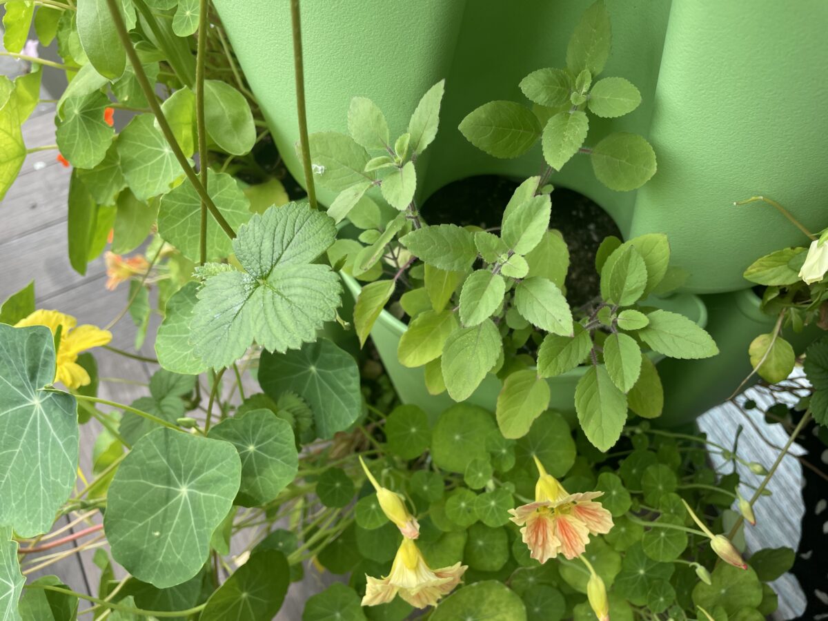 Holy Basil: an essential fragrant and medicinal herb for a small ...